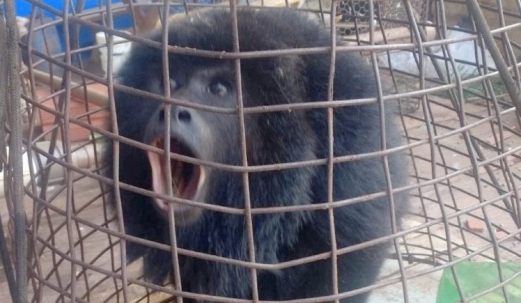 De macaco dentro do forno a onça parda no centro de Dourados, PMA ...