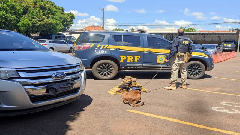 Prf Com Auxílio Do Cão Farejador K9 Zorro Apreende 41 Kg De Pasta Base
