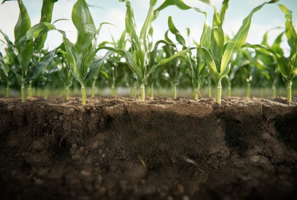 Biosphera Lança BioVelox, Bioinsumo Inovador à Base de Microrganismos ...