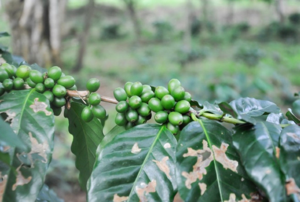Doenças que afetam o café: desafios e soluções no manejo da Ferrugem do ...